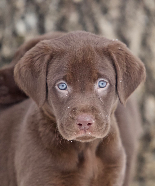 Labrador Retrievers – Next Generation Gun Dog Training