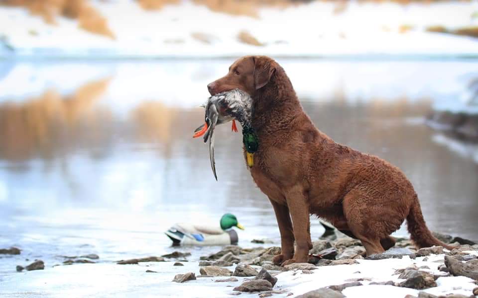 Next Generation Gun Dog Training – The Midwest's Premier Gundog Facility